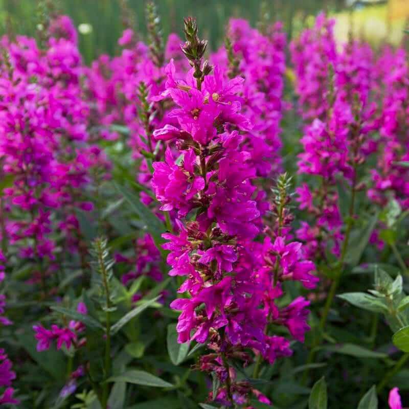 Gradina Bijoux | Lythrum Robert