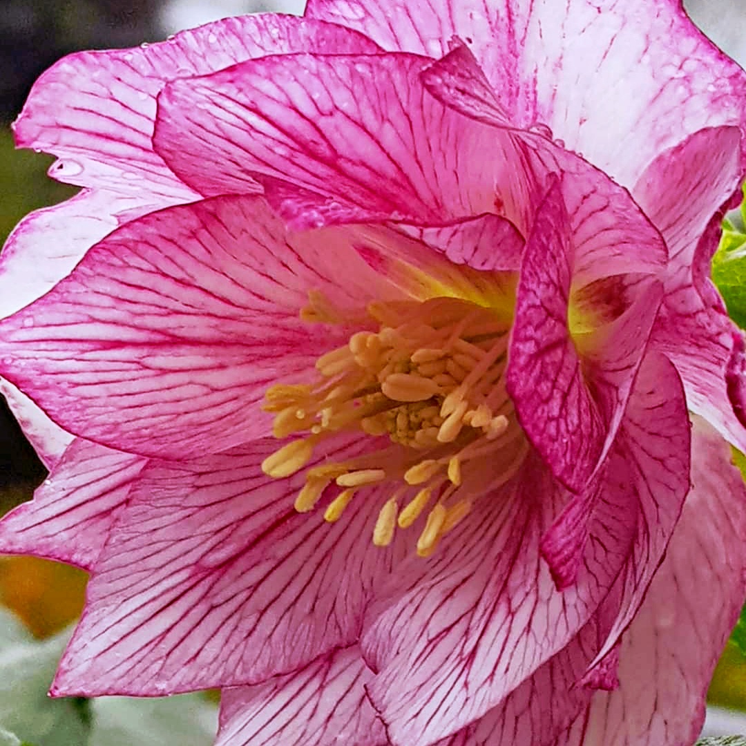 Gradina Bijoux | Inflorire naturala Ianuarie – Aprilie/ SPANZ ...