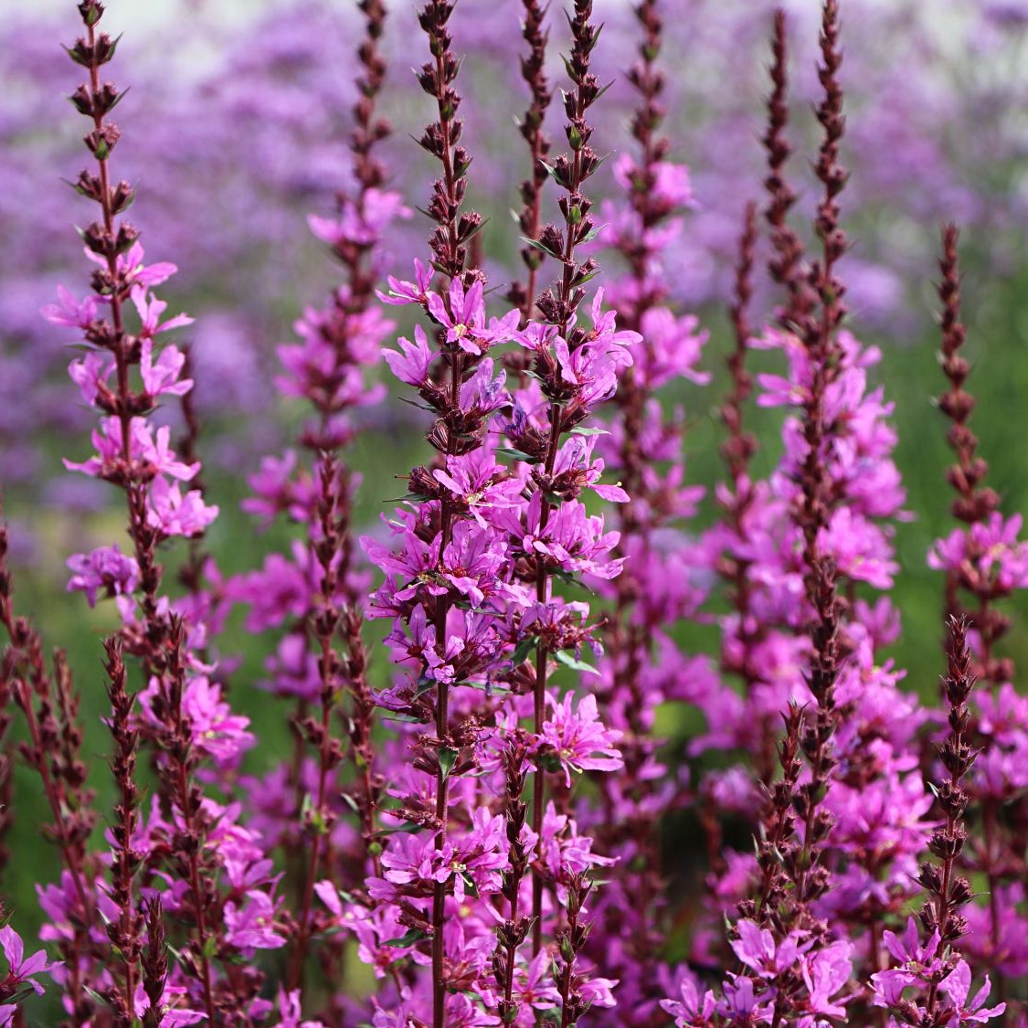 Gradina Bijoux | Lythrum virgatum Dropmore