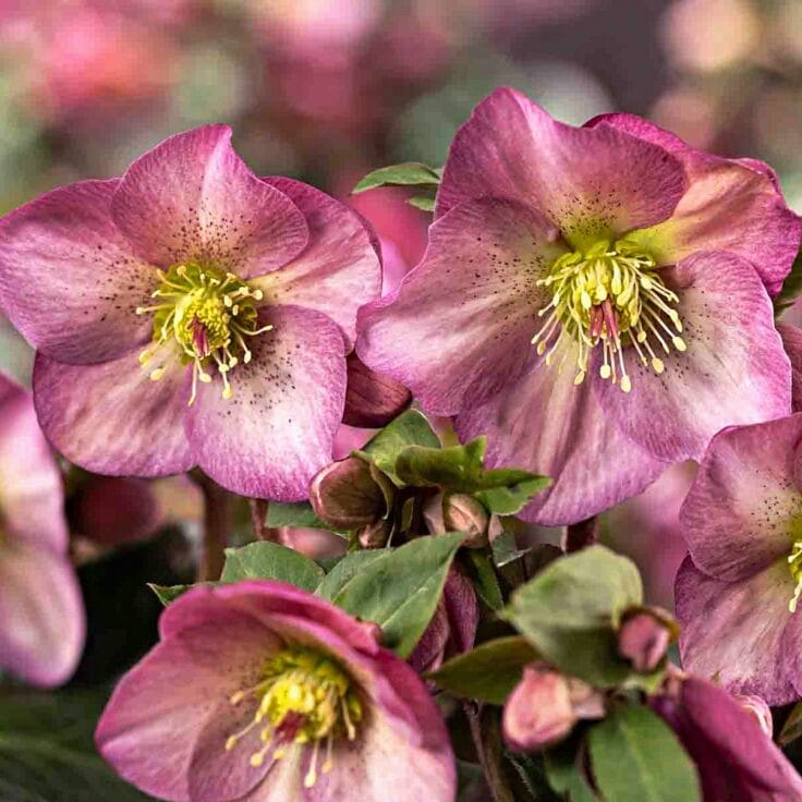 Gradina Bijoux | Categorie: Perene perfecte